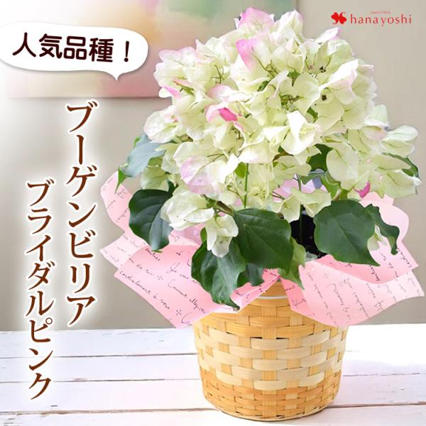 【内容】ブーゲンビリア　ブライダルピンク（5号鉢）※花色には色幅がある場合がございます。予めご了承くださいませ。＊お花の生育・開花状況には個体差がございます。（花色や花数は写真と異なる場合がございます。予めご了承くださいませ。）※植物・生花...