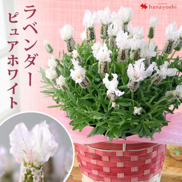 【内容】ラベンダー ラベラ ピュアホワイト　5号鉢注意：植物に付き、商品画像とはお花のお色や大きさが多少異なる場合がございます。またバスケットにつきましても自然物のため個体差がございます。入荷状況により、開花状態は画像と異なる場合がございま...