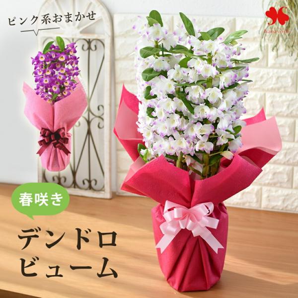 春の洋蘭「デンドロビウム」は、人気のピンク系の花色が特徴の鉢花です。華やかなラッピング付きでお届けし、誕生日や退職祝い、新築・開店祝い、還暦祝いなど、男性上司や義母、ご両親へのプレゼントに最適。卒業・入学シーズンや母の日など、春の贈り物とし...