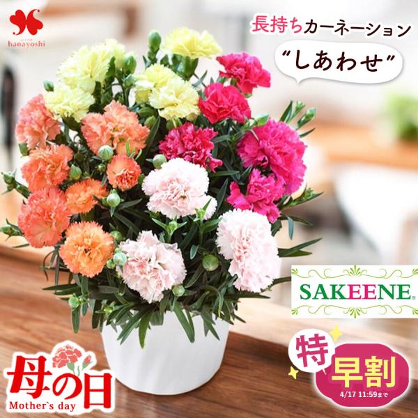 【内容】カーネーション 鉢植え SAKEENE 4色植え※花色には色幅がある場合がございます。予めご了承くださいませ。※植物・生花につき、生育・入荷状況により良品がお届けできないと判断した場合、代替品をご用意させていただく場合がございます。...