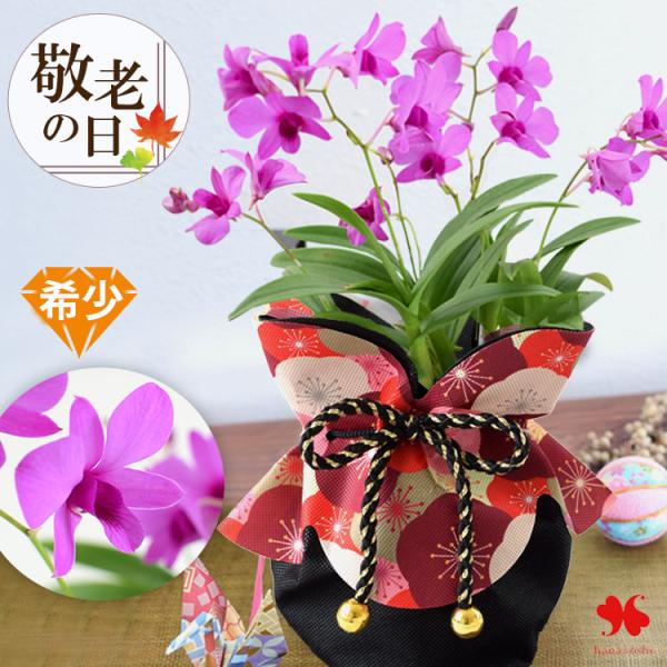 敬老の日限定！ 希少な品種の可愛い洋蘭です♪和風の巾着ラッピングでお届けします50代 60代 70代 80代 の おじいちゃん おばあちゃんへ【内容】デンファレ　メリーファンタジー/注意：植物に付き、商品画像とはお花のお色や大きさが多少異な...