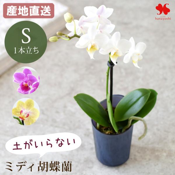 【内容】ミディ胡蝶蘭/底面給水ポット/育て方説明書/品質保証付リーフレットご希望の方にはメッセージカード(お客様がご記入できる欄にお書き添えくださいませ)/※ご覧いただいているデバイスの画面によって、実際の商品と色合いや明るさなどのイメージ...