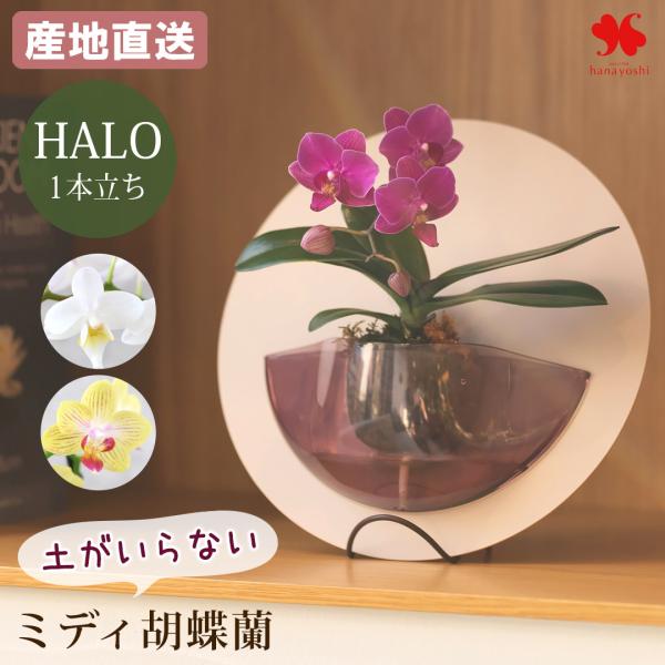【内容】ミディ胡蝶蘭/底面給水ポット/育て方説明書/品質保証付リーフレットご希望の方にはメッセージカード(お客様がご記入できる欄にお書き添えくださいませ)/※ご覧いただいているデバイスの画面によって、実際の商品と色合いや明るさなどのイメージ...