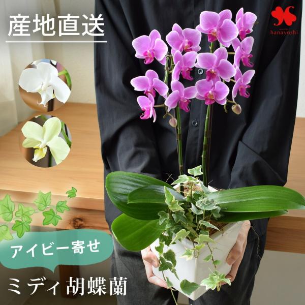 【産地直送】椎名洋ラン園のミディ胡蝶蘭！アイビー寄せで珍しいおしゃれなミニサイズ。花と器の色が選べる陶器鉢で、手間いらずなのに豪華！開店・開業・移転祝いに最適です。【内容】ミディ胡蝶蘭/アイビー/陶器鉢/育て方説明書/品質保証付リーフレット...