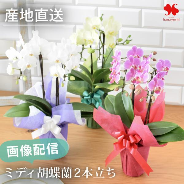 【内容】ミディ胡蝶蘭 2本立ち/育て方説明書/品質保証付リーフレットご希望の方にはメッセージカード(お客様がご記入できる欄にお書き添えくださいませ)/※ご覧いただいているデバイスの画面によって、実際の商品と色合いや明るさなどのイメージが異な...