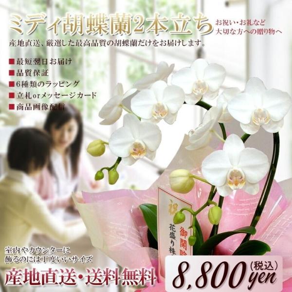 【開花状況】季節により咲き具合が異なりますのでご了承下さい。満開に近い状態でもお花の寿命には差がありませんので、御安心ください。【全体の高さ】高さ約40cm（鉢底から）※植物の為個体差があります。【送料】全国送料無料※北海道への配達の場合、...