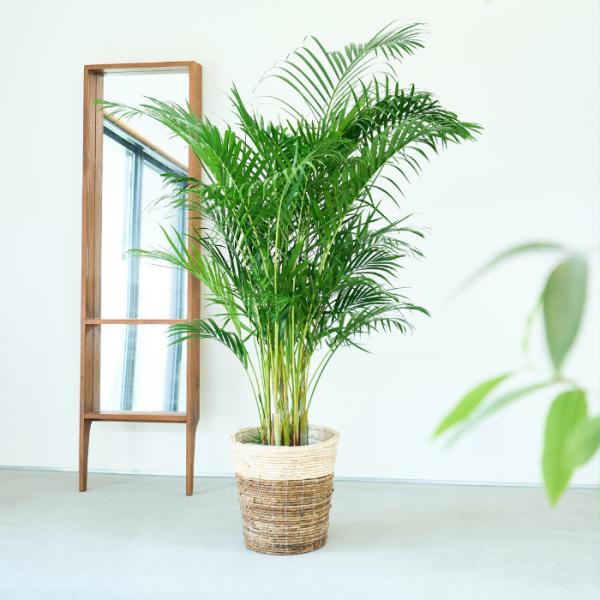 【全体の高さ】高さ約180cm（鉢底から）※植物の為個体差があります。写真と多少変わる場合がございます。【無料オプション】セラアート鉢（受け皿付）・リボン・ 画像メールサービス【配送について】こちらの商品は月曜〜金曜のご注文で翌日〜翌々日後...