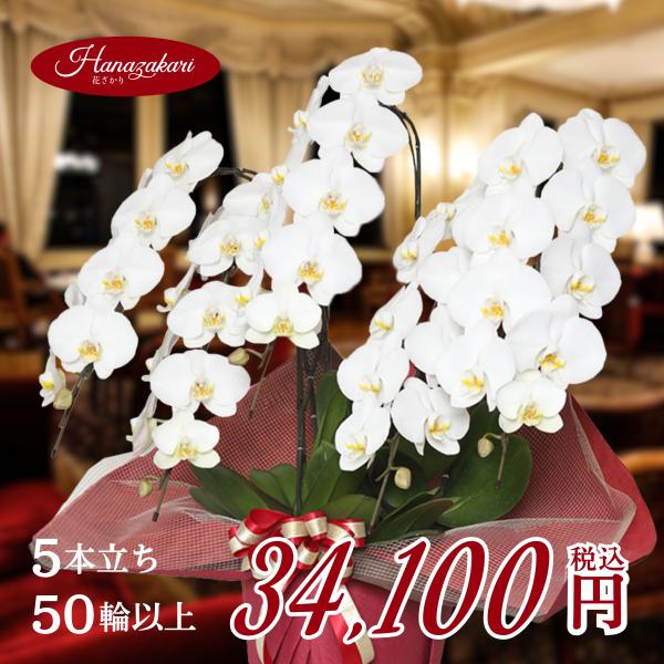 【蘭の色について】ピンク・白赤をご希望の方は+2,200円（税込）発生します。【開花状況】ページ内のお花の写真は、ほぼ満開状態のお花を撮影しています。季節により咲き具合が異なりますのでご了承下さい。満開に近い状態でもお花の寿命には差がありま...