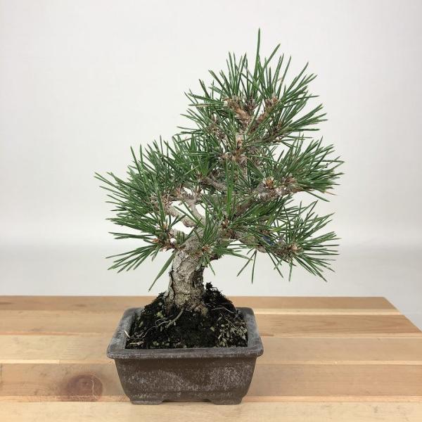 樹種 　黒松　クロマツ　(マツ科：常緑針葉樹)サイズ 　樹高　約18センチ　横幅　約14センチ　奥行　約16センチ　幹太　約2センチ撮影日 　撮影日　2025/7/4■植物ですので撮影時期や季節によって剪定などの手入れにより写真から変化がご...