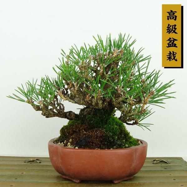 樹種 　黒松　クロマツ　(マツ科：常緑針葉樹)サイズ 　樹高 　約13センチ　横幅 　約19センチ　奥行 　約16センチ　幹太　 約3.5センチ撮影日 　撮影日　2024/7/12■植物ですので撮影時期や季節によって剪定などの手入れにより写...