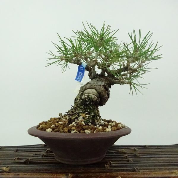 樹種　黒松　クロマツ　　(マツ科：常緑針葉樹)サイズ　樹高　約16センチ　横幅　約18センチ　奥行　約12センチ　幹太　約3.5ンチ撮影日　撮影日　2025/3/23■植物ですので撮影時期や季節によって剪定などの手入れにより写真から変化がご...