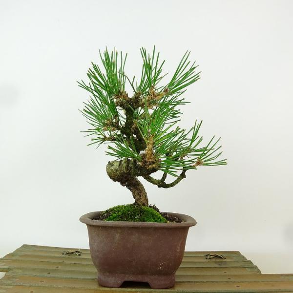 樹種 　黒松　クロマツ　　(マツ科：常緑針葉樹)　サイズ 　樹高 　約18センチ　横幅 　約17センチ　奥行 　約19センチ　幹太 　約1センチ撮影日 　撮影日　2024/12/18■植物ですので撮影時期や季節によって剪定などの手入れにより...