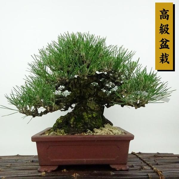 樹種 　黒松　クロマツ　(マツ科：常緑針葉樹)サイズ 　樹高　約21センチ　横幅　約31センチ　奥行　約28センチ　幹太　約6センチ撮影日 　撮影日　2025/5/8■植物ですので撮影時期や季節によって剪定などの手入れにより写真から変化がご...