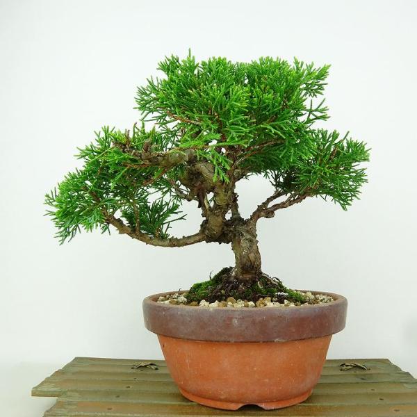 樹種 　真柏　シンパク　　　(ヒノキ科：常緑樹)サイズ 　樹高 約17センチ　横幅 約23センチ　奥行 約22センチ　幹太 約1.5センチ撮影日 　撮影日　2024/8/28■植物ですので撮影時期や季節によって剪定などの手入れにより写真から...