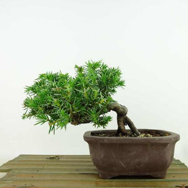 樹種 　杜松　トショウ　　　(ヒノキ科：常緑針葉樹)サイズ 　樹高 　約11センチ　横幅 　約17センチ　奥行 　約17センチ　幹太 　約1センチ撮影日 　撮影日　2024/11/15■植物ですので撮影時期や季節によって剪定などの手入れによ...
