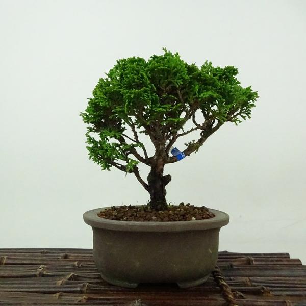 樹種 　津山桧　ツヤマヒノキ　　(ヒノキ科：常緑樹)サイズ 　樹高　約14センチ　横幅　約17センチ　奥行　約12センチ　幹太　約1.2センチ撮影日 　撮影日　2025/7/10■植物ですので撮影時期や季節によって剪定などの手入れにより写真...