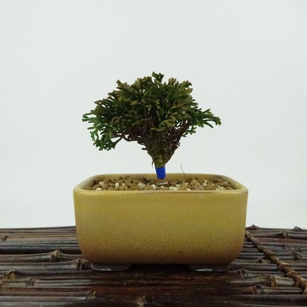 樹種 　連山檜　ヒノキ　 (ヒノキ科：常緑樹)サイズ 　樹高　約7センチ　横幅　約8センチ　奥行　約6センチ　幹太　約0.5センチ撮影日 　撮影日　2025/4/10■植物ですので撮影時期や季節によって剪定などの手入れにより写真から変化がご...