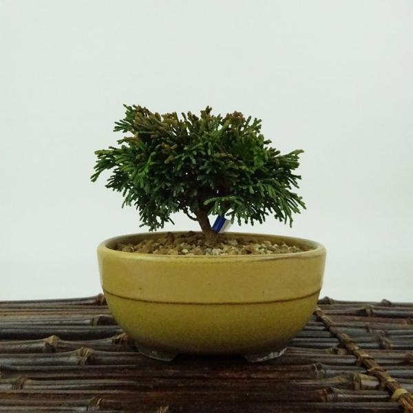 樹種 　連山檜　ヒノキ　 (ヒノキ科：常緑樹)サイズ 　樹高　約7センチ　横幅　約10センチ　奥行　約7センチ　幹太　約0.5センチ撮影日 　撮影日　2025/4/10■植物ですので撮影時期や季節によって剪定などの手入れにより写真から変化が...