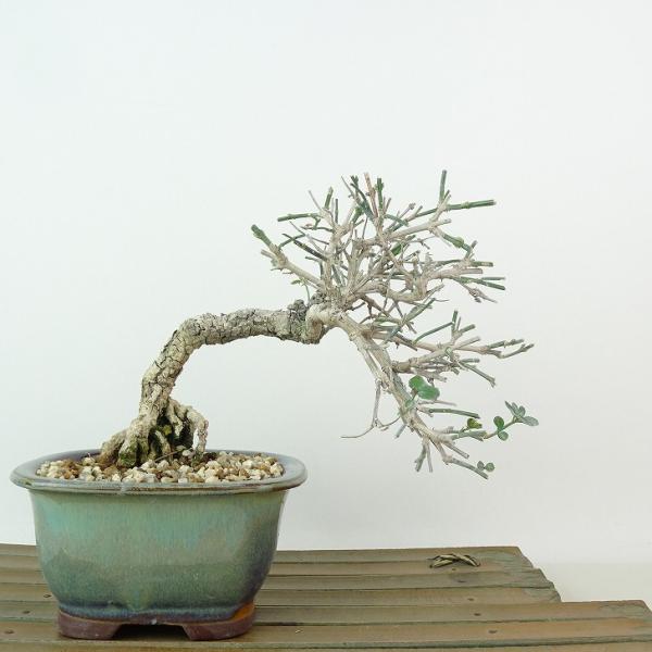 樹種 　黄梅　オウバイ　　　(モクセイ科：落葉樹)サイズ 　樹高 約13センチ　横幅 約18センチ　奥行 約14センチ　幹太 約1センチ撮影日 　撮影日　2025/2/27■植物ですので撮影時期や季節によって剪定などの手入れにより写真から変...