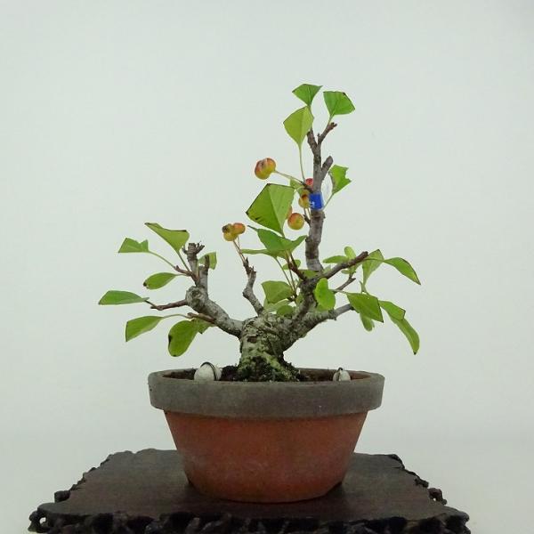 下記、商品説明をご覧ください。スマホの場合は商品情報をもっと見るを押してください。