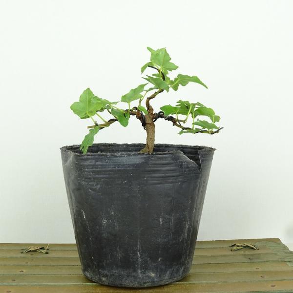 樹種 　宮様楓　カエデ　　　　(カエデ科：落葉樹)サイズ 　樹高 約8センチ　横幅 約11センチ　奥行 約8センチ　幹太 約0.5センチ撮影日　撮影日　2024/9/4■植物ですので撮影時期や季節によって剪定などの手入れにより写真から変化が...