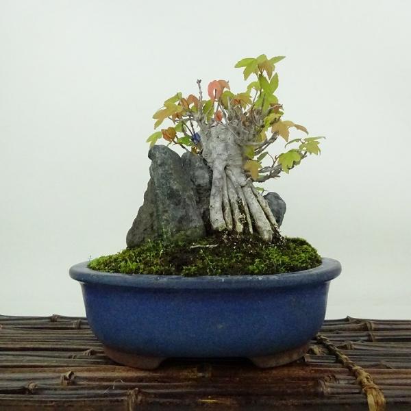 樹種　楓　カエデ　　　(カエデ科：落葉樹)サイズ　樹高　約14センチ　横幅　約12センチ　奥行　約12センチ　幹太　約3センチ撮影日　撮影日　2025/5/5■植物ですので撮影時期や季節によって剪定などの手入れにより写真から変化がございます...