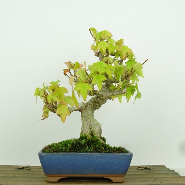 樹種 　楓　カエデ　　　　(カエデ科：落葉樹)サイズ 　樹高 約17センチ　横幅 約15センチ　奥行 約11センチ　幹太 約1.5センチ撮影日 　撮影日　2024/9/4■植物ですので撮影時期や季節によって剪定などの手入れにより写真から変化...