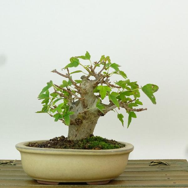 樹種 　楓　カエデ　　　(カエデ科：落葉樹)サイズ 　樹高 約9センチ　横幅 約13センチ　奥行 約10センチ　幹太 約2.5センチ撮影日 　撮影日　2024/11/29■植物ですので撮影時期や季節によって剪定などの手入れにより写真から変化...