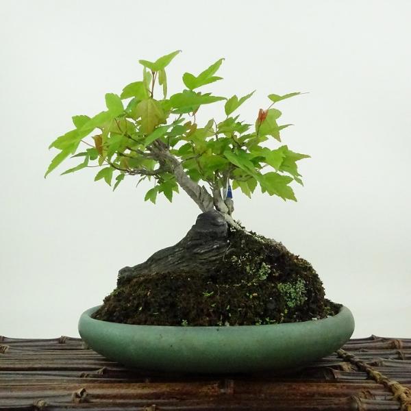 樹種　楓　カエデ　　　(カエデ科：落葉樹)サイズ　樹高　約15センチ　横幅　約19センチ　奥行　約16センチ　幹太　約0.8センチ撮影日　撮影日　2025/5/5■植物ですので撮影時期や季節によって剪定などの手入れにより写真から変化がござい...