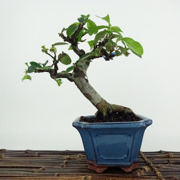 樹種 　花梨　カリン　(バラ科カリン属：落葉樹)サイズ 　樹高 　約15センチ　横幅 　約16センチ　奥行　 約12センチ　幹太　 約1.8センチ撮影日 　撮影日　2024/9/16■植物ですので撮影時期や季節によって剪定などの手入れにより...