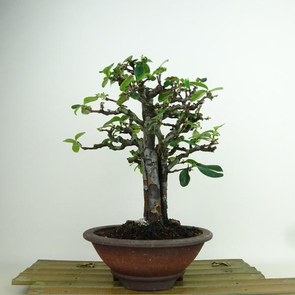 樹種 　花梨　カリン　(バラ科カリン属：落葉樹)サイズ 　樹高　 約21センチ　横幅 　約19センチ　奥行 　約18センチ　幹太 　約1.5センチ撮影日 　撮影日　2024/9/30■植物ですので撮影時期や季節によって剪定などの手入れにより...