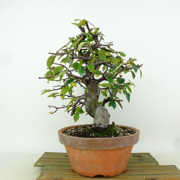 樹種 　花梨　カリン　　(バラ科カリン属：落葉樹)サイズ 　樹高 　約23センチ　横幅 　約23センチ　奥行 　約24センチ　幹太　 約3.5センチ撮影日 　撮影日　2024/12/6■植物ですので撮影時期や季節によって剪定などの手入れによ...