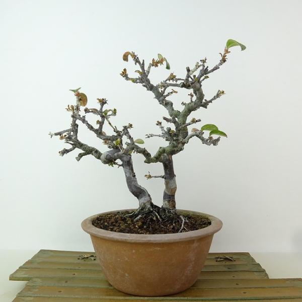 樹種 　花梨　カリン　　(バラ科カリン属：落葉樹)サイズ 　樹高 　約21センチ　横幅 　約23センチ　奥行 　約20センチ　幹太　 約1.2センチ撮影日 　撮影日　2025/1/24■植物ですので撮影時期や季節によって剪定などの手入れによ...