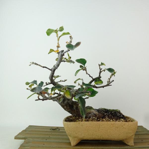 樹種 　花梨　カリン　(バラ科カリン属：落葉樹)サイズ 　樹高 約20センチ　横幅 約19センチ　奥行 約21センチ　幹太 約2.5センチ撮影日 　撮影日　2025/2/7■植物ですので撮影時期や季節によって剪定などの手入れにより写真から変...