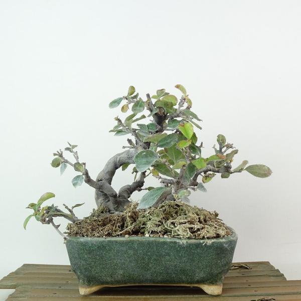 樹種 　花梨　カリン　　(バラ科カリン属：落葉樹)サイズ 　樹高 約15センチ　横幅 約24センチ　奥行 約20センチ　幹太 約1.5センチ撮影日 　撮影日　2025/2/21■植物ですので撮影時期や季節によって剪定などの手入れにより写真か...