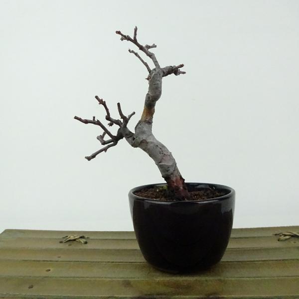 樹種 　花梨　カリン　　(バラ科カリン属：落葉樹)サイズ 　樹高 　約13センチ　横幅 　約8センチ　奥行 　約7センチ　幹太　 約1.3センチ撮影日 　撮影日　2025/1/27■植物ですので撮影時期や季節によって剪定などの手入れにより写...