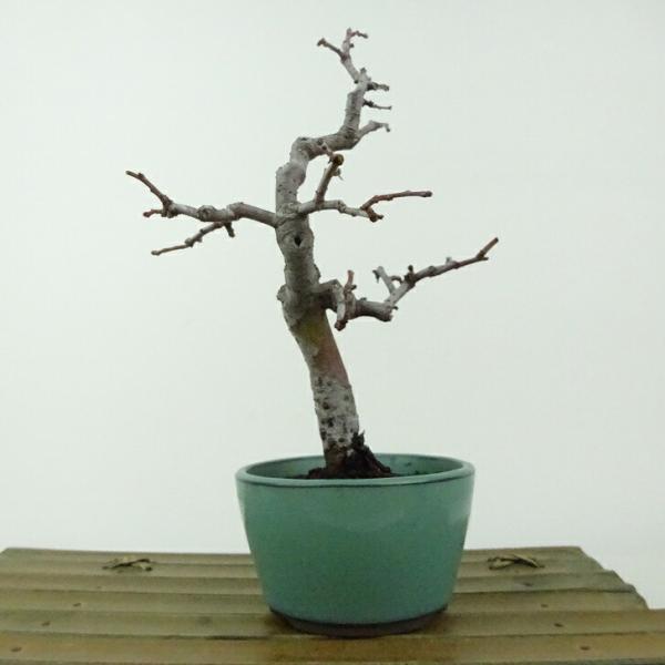 樹種 　花梨　カリン　　(バラ科カリン属：落葉樹)サイズ 　樹高 約18センチ　横幅 約13センチ　奥行 約9センチ　幹太 約1.5センチ撮影日 　撮影日　2025/1/27■植物ですので撮影時期や季節によって剪定などの手入れにより写真から...