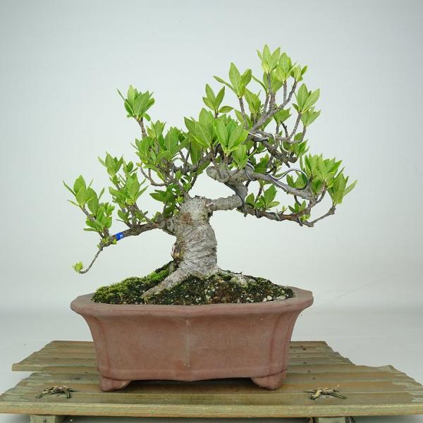 下記、商品説明をご覧ください。スマホの場合は商品情報をもっと見るを押してください。