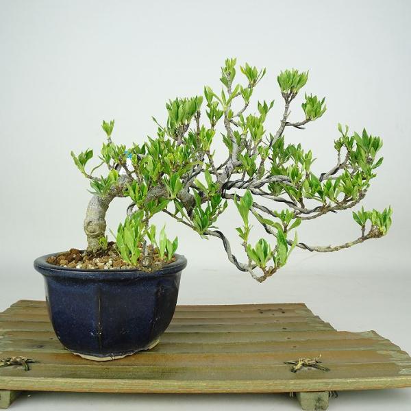 下記、商品説明をご覧ください。スマホの場合は商品情報をもっと見るを押してください。