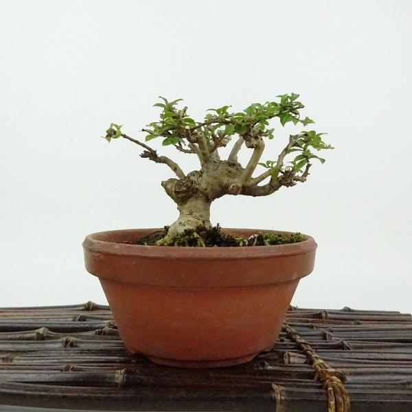 樹種 　百日紅　サルスベリ　(ミソハギ科サルスベリ属：落葉樹)サイズ 　樹高　約8センチ　横幅　約13センチ　奥行　約10センチ　幹太　約2センチ撮影日 　撮影日　2025/8/6■植物ですので撮影時期や季節によって剪定などの手入れにより写...