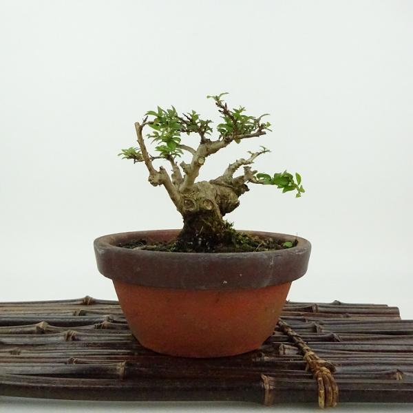 樹種 　百日紅　サルスベリ　(ミソハギ科サルスベリ属：落葉樹)サイズ 　樹高　約8センチ　横幅　約11センチ　奥行　約11センチ　幹太　約2.5センチ撮影日 　撮影日　2025/8/6■植物ですので撮影時期や季節によって剪定などの手入れによ...