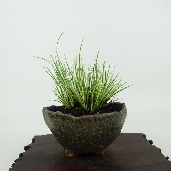 樹種 　石菖　セキショウ　　　　(ショウブ科ショウブ属：常緑多年生)サイズ 　樹高　約8センチ　横幅　約11センチ　奥行　約9センチ撮影日 　撮影日　2025/6/27■植物ですので撮影時期や季節によって剪定などの手入れにより写真から変化が...