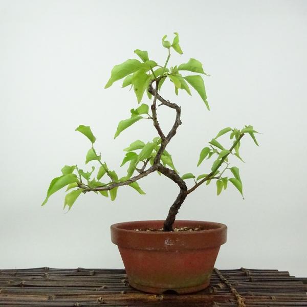 下記、商品説明をご覧ください。スマホの場合は商品情報をもっと見るを押してください。