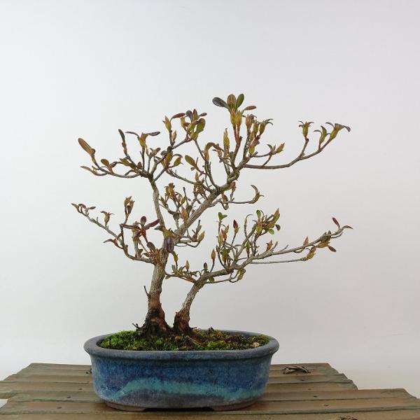 樹種　涼風　皐月　サツキ　　（ツツジ科：常緑樹）　皐月の種類は沢山あり、花色など品種の記載がない商品は仕入れの時点で確認ができておりませんので、その旨ご了承のほどお願いいたします。サイズ　樹高　約17センチ　横幅　約20センチ　奥行　約17...