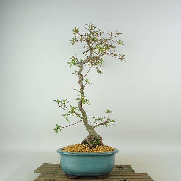 樹種 　旭の泉　皐月　サツキ　（ツツジ科：常緑樹）皐月の種類は沢山あり、花色など品種の記載がない商品は仕入れの時点で確認ができておりませんので、その旨ご了承のほどお願いいたします。サイズ 　樹高　約45センチ　横幅　約23センチ　奥行　約2...