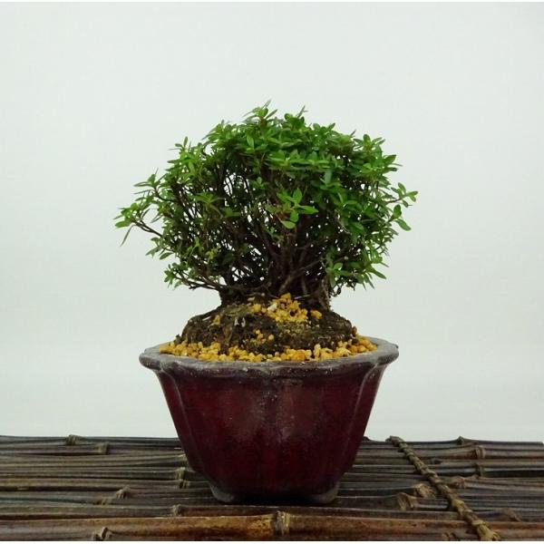 下記、商品説明をご覧ください。スマホの場合は商品情報をもっと見るを押してください。