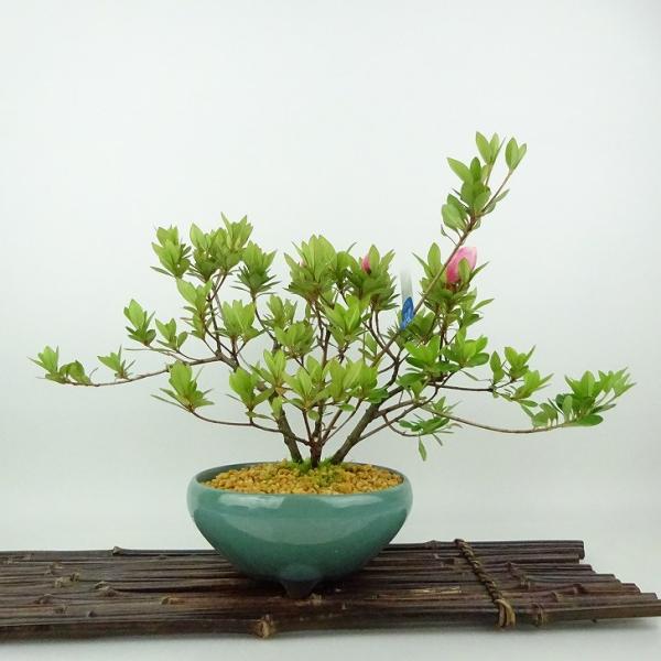 樹種 　皐月　サツキ　（ツツジ科：常緑樹）皐月の種類は沢山あり、花色など品種の記載がない商品は仕入れの時点で確認ができておりませんので、その旨ご了承のほどお願いいたします。サイズ 　樹高　約21センチ　横幅　約43センチ　奥行　約30センチ...