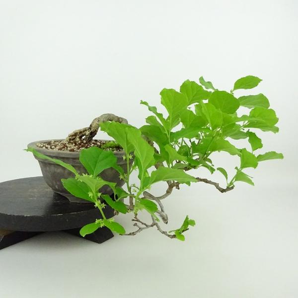 樹種 　蔓梅擬　ツルウメモドキ　　(ニシキギ科 ツルウメモドキ属：落葉樹)サイズ 　上下　約18センチ　横幅　約30センチ　奥行　約30センチ　幹太　約1センチ撮影日 　撮影日　2025/5/16■植物ですので撮影時期や季節によって剪定など...