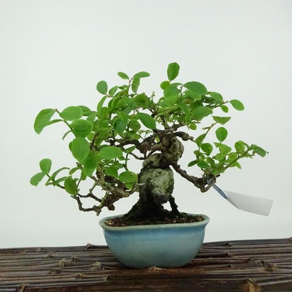 下記、商品説明をご覧ください。スマホの場合は商品情報をもっと見るを押してください。