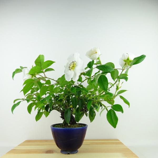 樹種 　難波茨　ナニワイバラ　　　(バラ科バラ属：常緑樹)サイズ 　樹高 　約24センチ　横幅 　約45センチ　奥行 　約37センチ　幹太 　約3センチ撮影日 　撮影日　2024/5/1■植物ですので撮影時期や季節によって剪定などの手入れに...